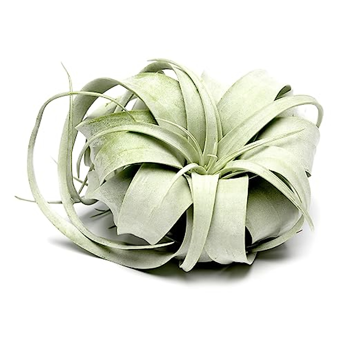 Tillandsia Xerographica Air Plant, Tillandsia Air Plants Live Large Indoor Plants Live Houseplants, Exotic Plants for Succulent Terrarium, Fairy Garden Decor, Succulents Live Plants by Plants for Pets