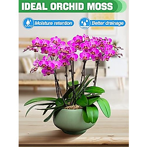 10 Oz Natural Sphagnum Moss for Plants- 22QT Dried Orchid Moss for Repotting Moisture Holding Plant Moss for Potted Plants Indoor Plant Growing Medium for Carnivorous Plants Succulent
