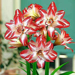1pcs Amaryllis Bulbs Flowers Flowering Bulbs Exotic Beautiful Spectacular Flowers Bulb for Home Garden Planting.