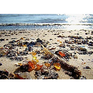 Genuine Fossil Baltic Amber with Inclusion with Magnifying Box/Beautiful Museum Grade