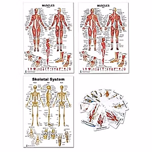 Blue Tree Publishing 4 pack - Anatomical Muscle Poster Set & Bonus Pocket Charts, Female, Male, Skeletal Muscle Poster 12 x 17 inch, Pocket chart 3 x 5 1/4 inch