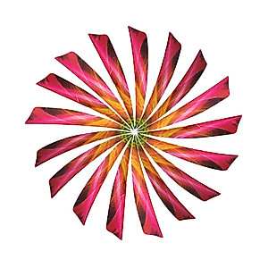 AMEYXGS 50pcs Archery Arrow Feather 4 Inch Natural Turkey Faether Colorful Arrow Fletches Right Wing Hunting Shooting Target Arrow Accessory (color 6)