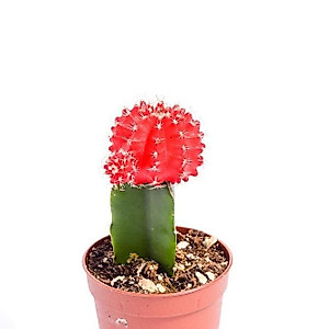 Live Moon Cactus Plant – Fully Rooted - 3-Inch Moon Cactus Plant – Red Graft Cactus