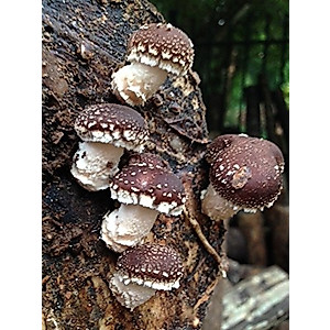 12" Shiitake Mushroom Log Grow Gourmet Mushrooms Grow in Your Garden