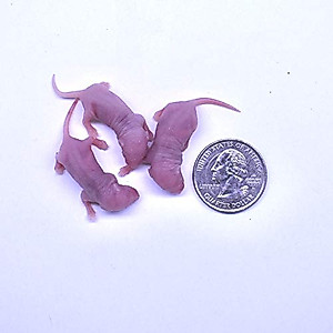 MiceDirect Frozen Pinkie Feeder Mice Food for Corn Snakes Ball Pythons Lizards (75 Count)