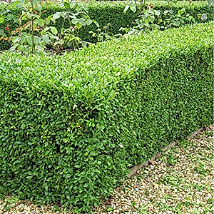 Heirloom Boxwood, Buxus Sempervirens, 30 Seeds, (Hardy Evergreen, Topiary, Hedge, Bonsai)