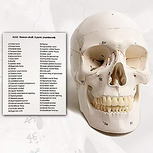 Evotech Classic Numbered Human Skull Model, Life Size (9" Height), Medical Quality-3 Part-W/Sutures Painted, 54pcs Labeled Numbered; for Medical Student; Shows Most Major Foramen, Fossa, and Canals