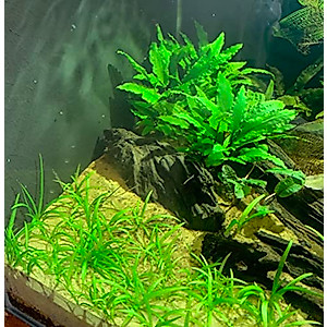 Marcus Fish Tanks - 10x Dwarf Sagittaria Subulata Live Aquarium Plant Dwarf Sag Freshwater Aquatic Carpeting Plant BUY2GET1FREE