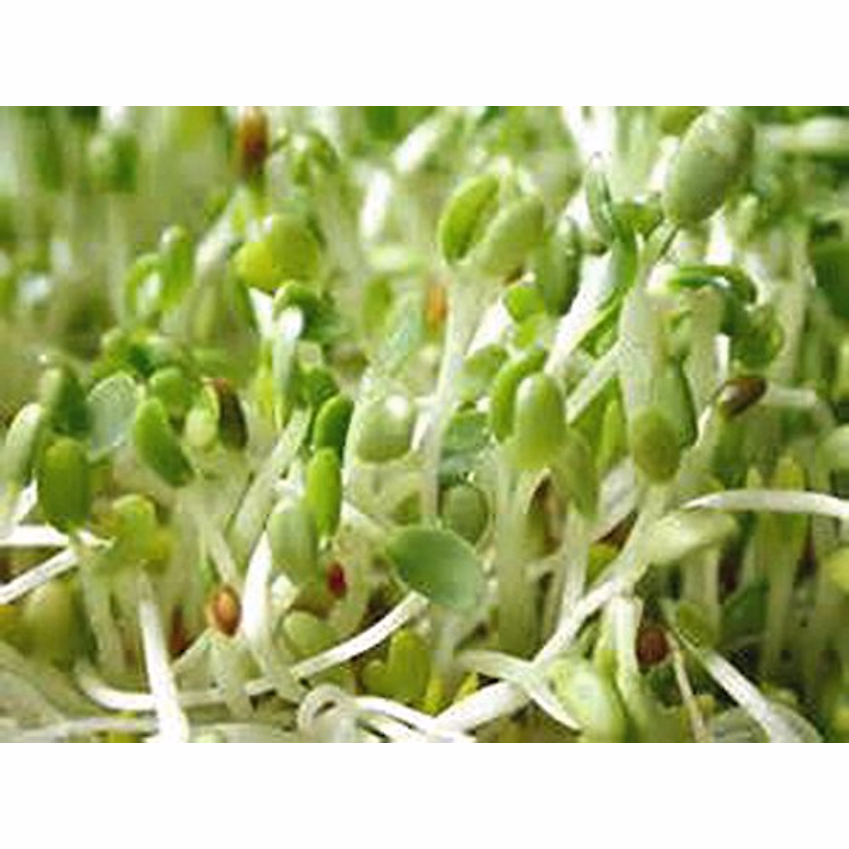 Alfalfa Sprouting Seed, NON GMO -8 Oz -Country Creek LLC Brand - High Sprout Germination- Edible Seeds, Gardening, Hydroponics, Growing Salad Sprouts, Planting, Food Storage & More