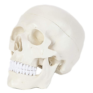 Alikeke Human Skull Anatomical Model, Human Anatomy Head Skeleton Model 4.5x3.5x3.5 in, Includes Full Set of Teeth, Removable Skull Cap and Articulated Mandible