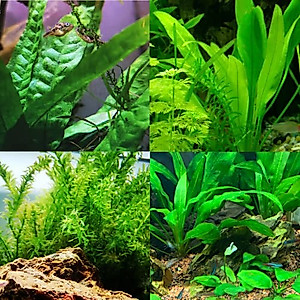 Mainam 3 Different Elodea Densa Amazon Sword Java Fern Tropical Freshwater Live Aquarium Plant Decorations 3 Days BUY2GET1FREE