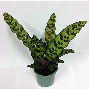 Rattlesnake Plant - Calathea lancifolia - Easy House Plant - 4" Pot