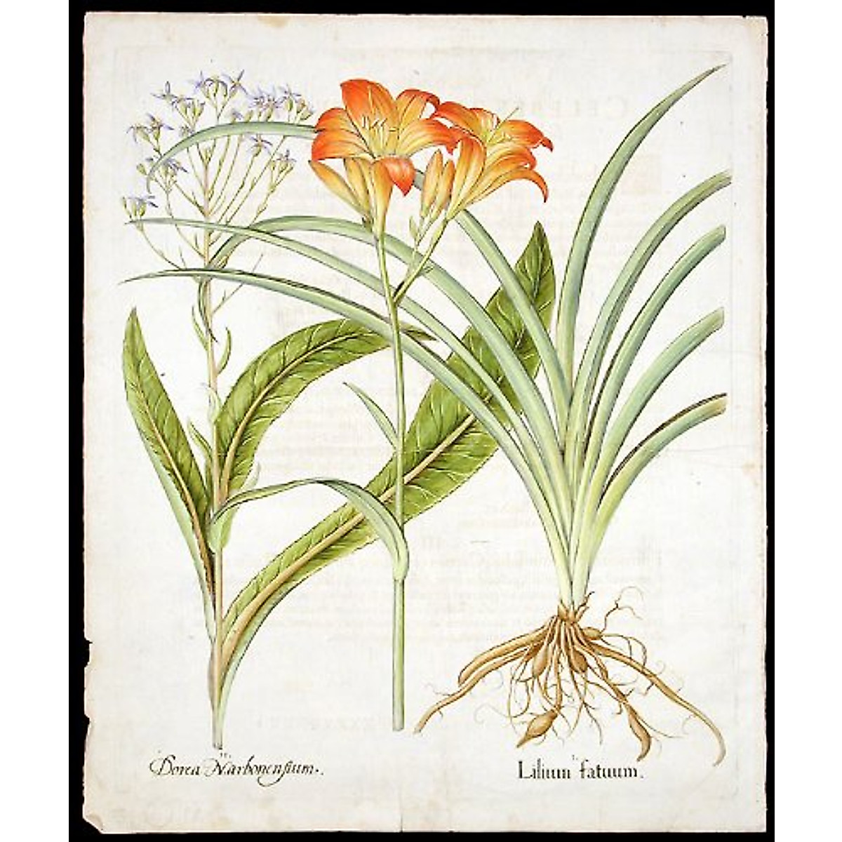 Lilium fatuum [Tawny day lily]; Dorea Narbonensium [Groundsel]