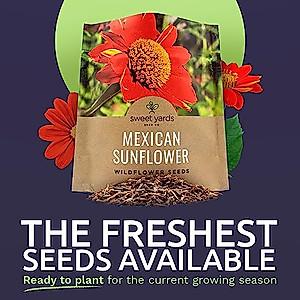 Mexican Sunflower Seeds – Extra Large Packet – Over 2,500 Open Pollinated Non-GMO Wildflower Seeds – Tithonia rotundifolia