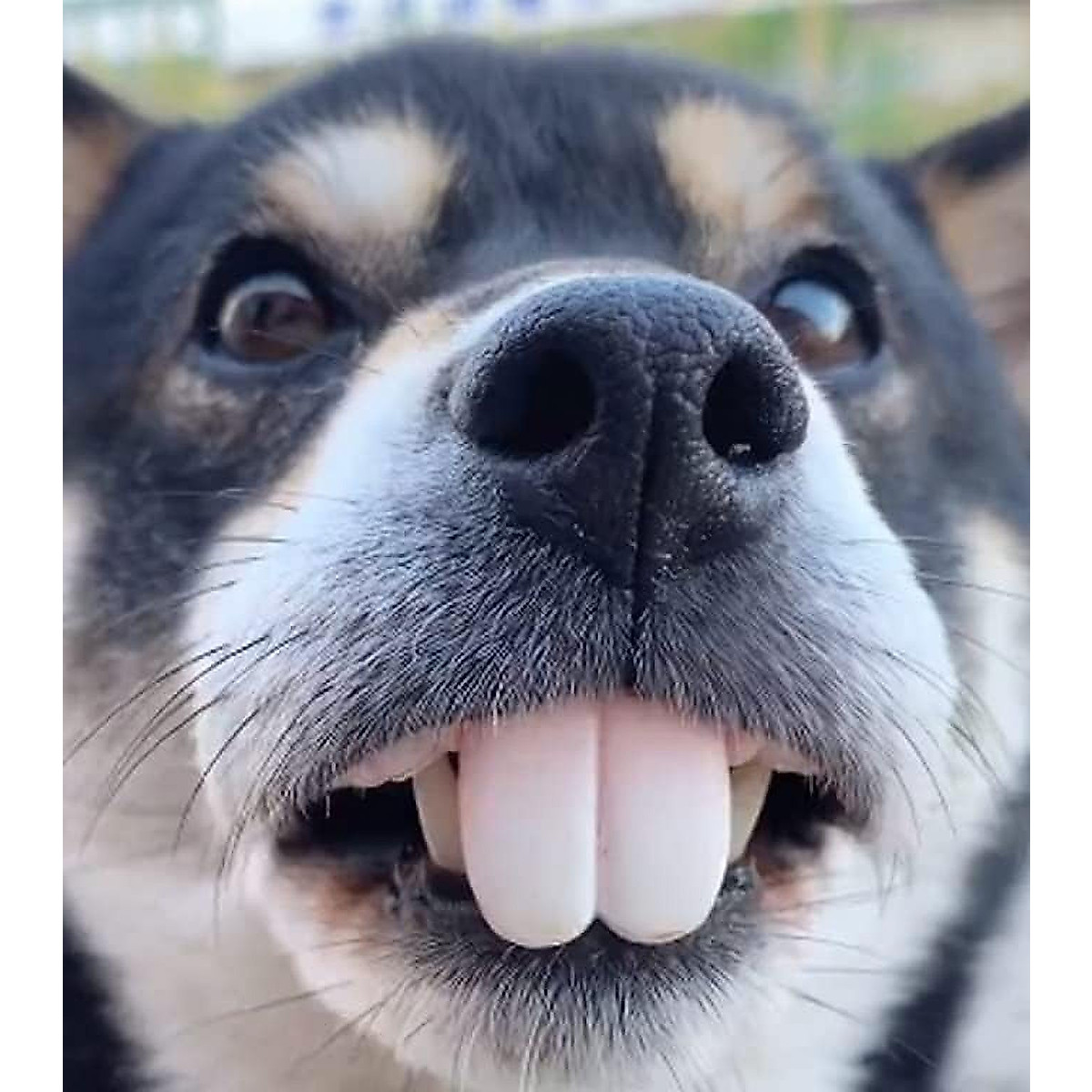 Fake Teeth for Dogs, Funny Dog Teeth Braces, Dog Christmas Costume Suitable Dog Chew Toys