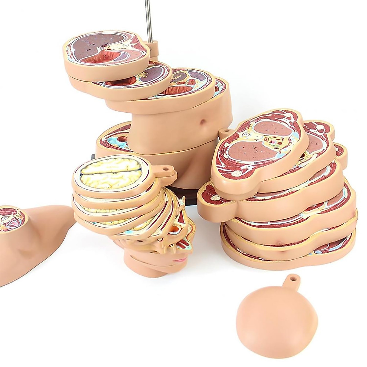 JOSBY Human Torso Cross-Section Model, CT, MRI Imaging Radiology Medical Model, 24pcs Human Body Cross-Section Image Anatomy, Each Layer is Removable, Used for Medical Teaching Display