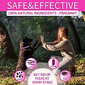 4 Pack Flea Collar for Dogs, Dog Flea and Tick Collar 8 Months Flea and Tick Prevent for Dog, Waterproof Adjustable Dog Flea Collar, Tick and Flea Collar for Large Small Dogs Puppy Flea Collar, Pink