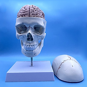 QSMYS Human Skull and Brain with Cervical Vertebra Anatomy Model, Life Size Anatomical Model for Science Classroom Study Display Teaching