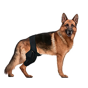 Dog Knee Brace Hind Leg Cruciate Ligament Injury for Torn ACL CCL Joint Pain Muscle Sore Inflammation (Medium)