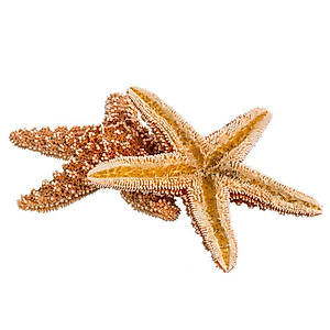 Sugar Starfish - 4" - 6" Real Large Brown Sugar Starfish - 2 pack - Real Starfish - Aquarium Natural Decorations - Star Fish for Crafts - Large Starfish - Large Aquarium Decor - Beach Starfish Décor