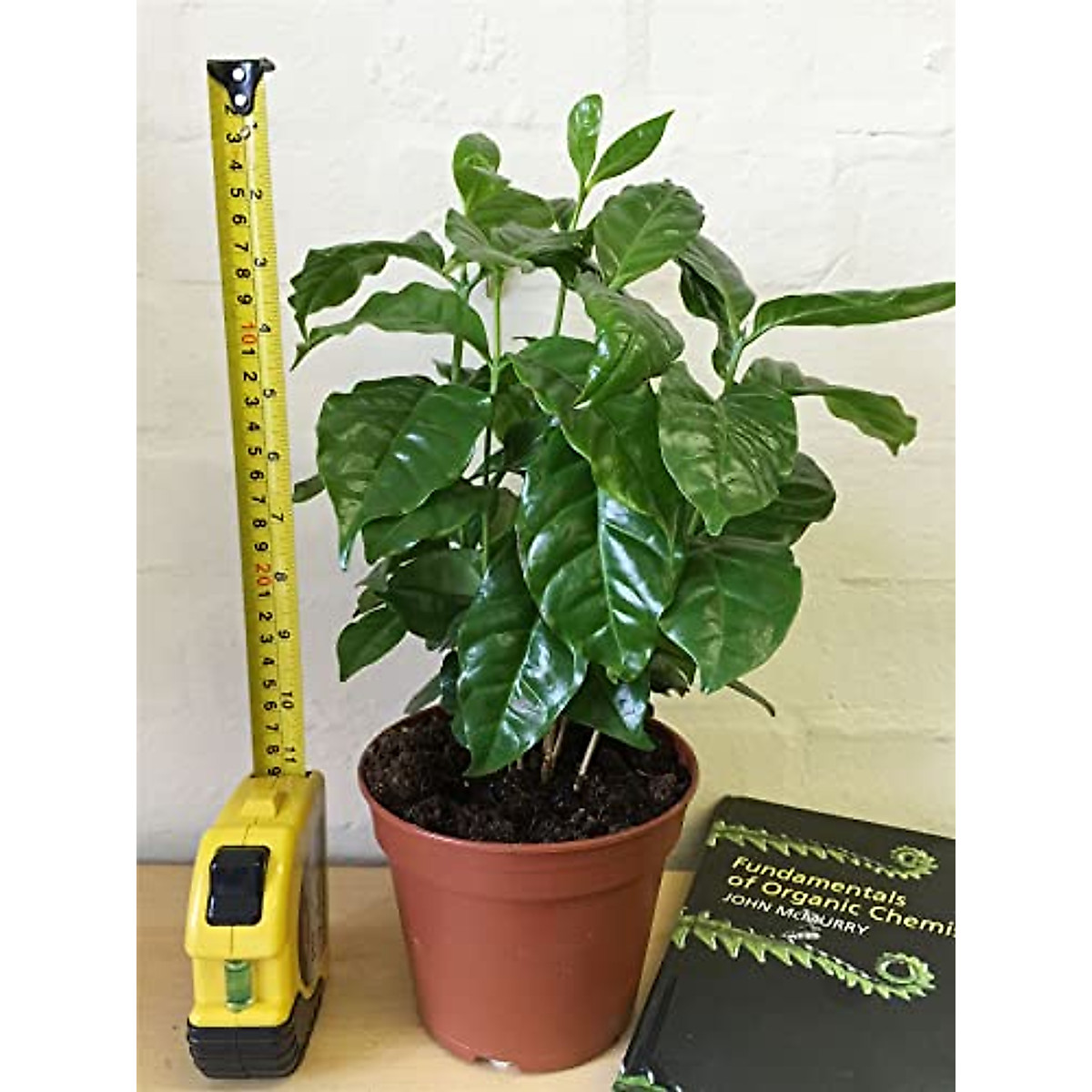 SeedsUP - 5+ Seeds Arabian Coffee Tree (Mountain Plant) - Tree Dwarf