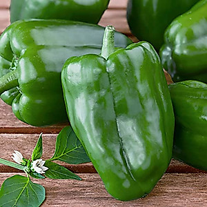Bonnie Plants Green Bell Pepper Live Vegetable Plants - 4 Pack, Non-GMO, 2 - 3 Ft Plants, 4.5 x 4 Inch Pepper Size