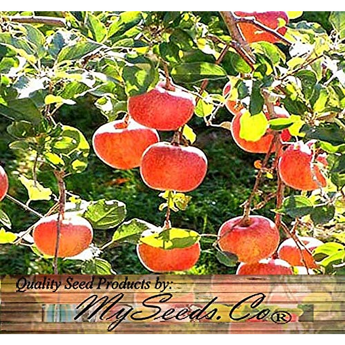 Big Pack - (500) Red Delicious Apple - Malus pumila Tree Seeds - Very Cold Hardy in Zones 3-8 by MySeeds.Co (Big Pack - Paradise Apple)