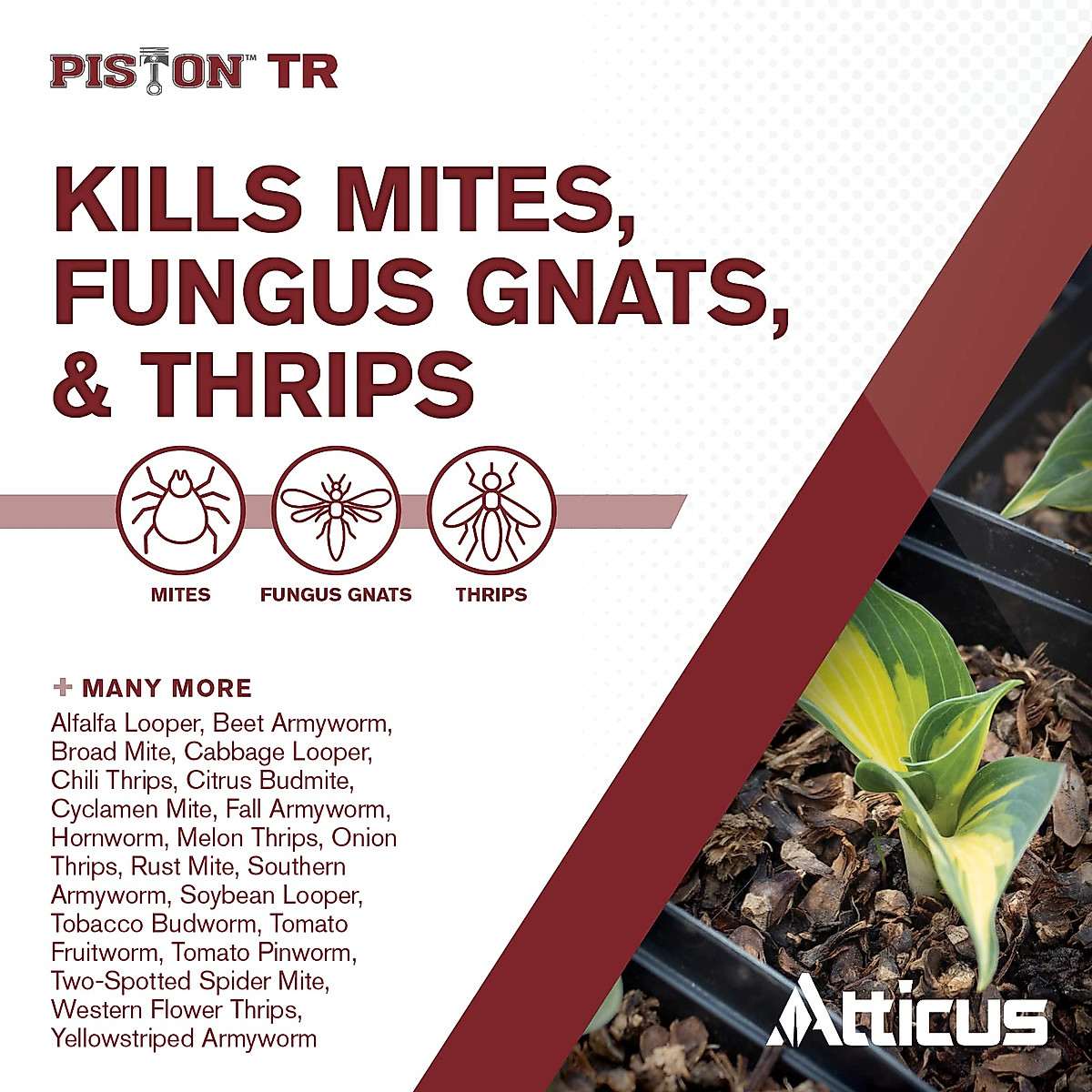 Piston TR Greenhouse Fogger (2oz Can) by Atticus (Compare to Pylon) - Total Release Chlorfenapyr Insecticide/Miticide - Controls Mites, Thrips, Caterpillars, and Adult Fungus Gnats