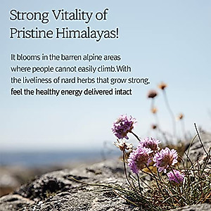 Nard Shampoo and Conditioner Set Signature 33.8 Fl Oz - Strong Vitality from Himalayas - Natural Surfactants giving Soft Cleansing - Argan Olive Jojoba Macadamia Sunflower Oil, Protein, Amino Acids