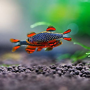 Neat&Tidy Galaxy Rasbora/Celestial Pearl Danio Small - 8 Pack Live Freshwater Aquarium Fish