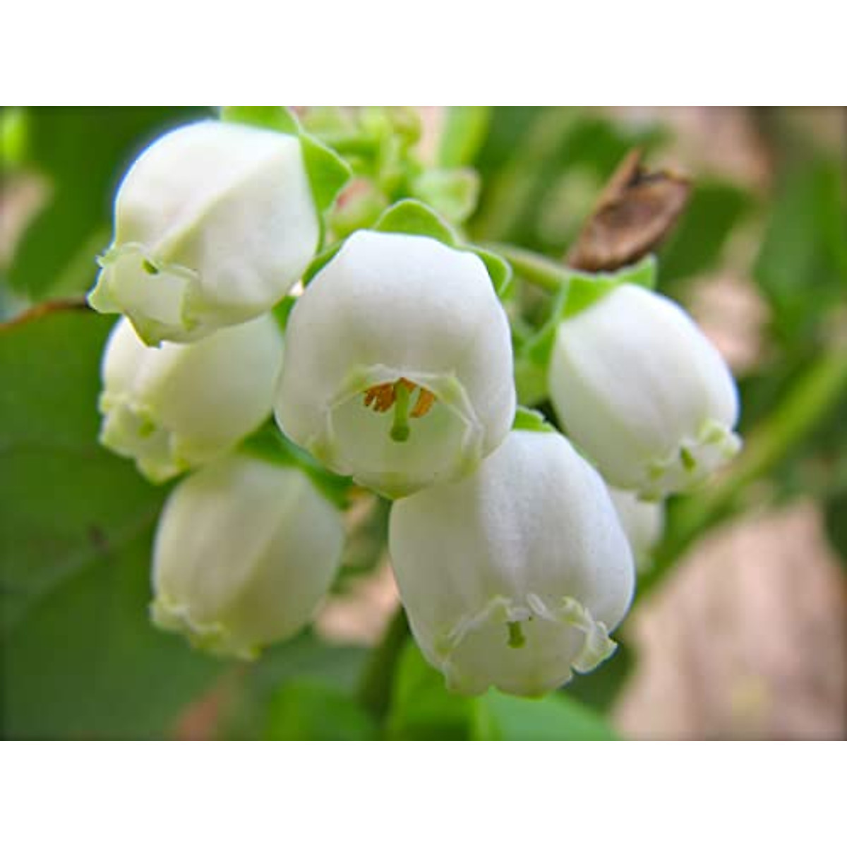 Powder Blue Rabbiteye Blueberry - 1 Gallon Trade Pot, 2'ft Tall - Established Roots Potted Plant - No Ship California - (V. Corymbosum x V. Ashei), Fast Growing Tree, Easy Care Fruit Tree