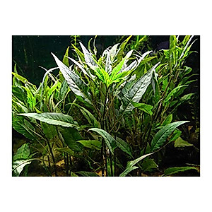 Florida 10 Species Live Aquarium Plants Bundle