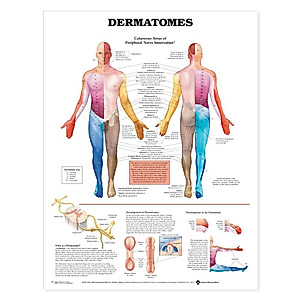 Dermatomes Anatomical Chart