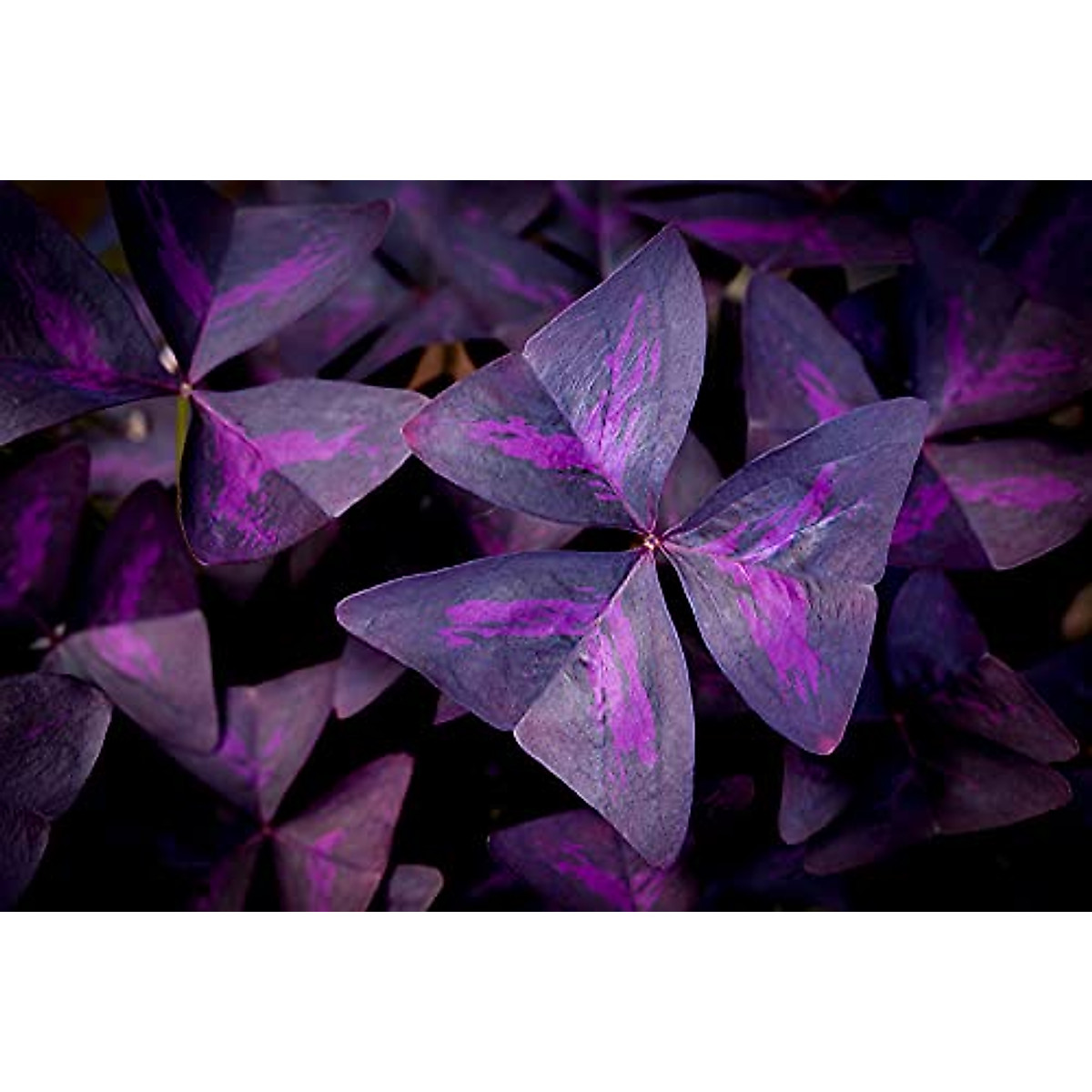 Oxalis Triangularis 10 Bulbs - Purple Shamrock Bulbs - Good Luck Plant - Fast Growing Year Round Color Indoors or Outdoors - Oxalis Shamrock Bulbs - Ships from Iowa, Made in USA