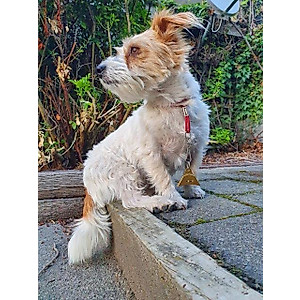 Logan Sport Sheepdog Whistle and Sailing Rope Lanyard