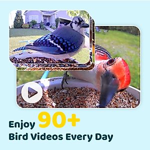 NETVUE Birdfy Lite Camera with Solar Panel