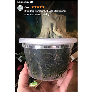 Swimming Creatures Java Moss (Large 25 Square Inch Portion) Freshwater Aquarium Plants Java Moss Live Plant for Aquarium. Guarantee.