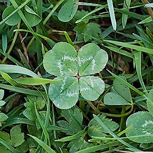 YEGAOL Garden 25Pcs Four Leaf Clover Seeds Ornamental Easy to Grow Ground Cover Indoor Outdoor Potted Garden Plant Grass Seeds