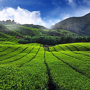 USDA Organic Decaf Earl Grey Loose Leaf Tea - 4 oz