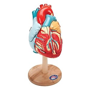 Denoyer Geppert 0140-00 The Original Heart of America Model, 7" Length x 7" Width x 15" Height