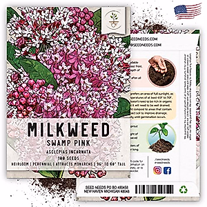 Seed Needs, Pink Swamp Milkweed Seeds for Planting (Asclepias incarnata) Heirloom, Open Pollinated & Untreated, Attracts Monarch Butterflies (2 Packs)