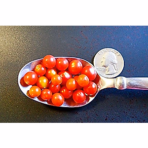 20+ Worlds Smallest Spoon Currant Tomato Seeds, Early, Heirloom Non-GMO, Rare, Early, Vigorous, Sweet, Indeterminate, Open-Pollinated, Delicious, from USA
