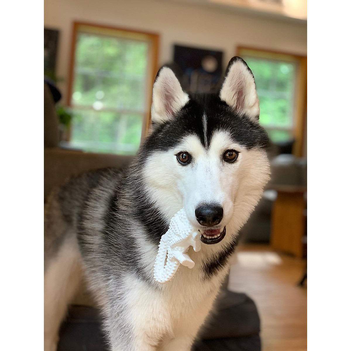 1 Pack Nylabone Durable Dental Dinosaur Chew Toy (Dinosaur Shape Varies), Large