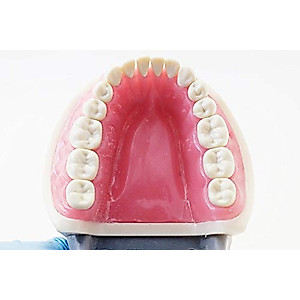 Typodont Model Kilgore Nissin 200 Type Removable Teeth,for Dental Hygiene