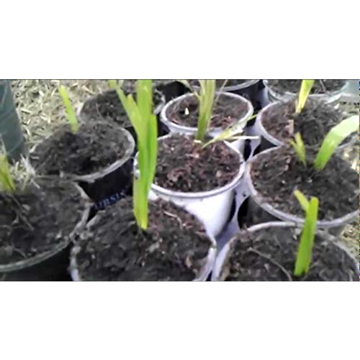 1086-Palm, Mexican Fan Tree (‎Washingtonia robusta) Seeds by Robsrareandgiantseeds UPC0764425786740 Non-GMO,Organic,USA-Grower,Bonsai, 1086 Package of 5 Seeds