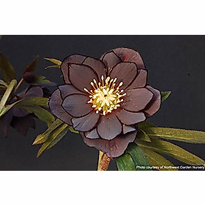 Perennial Farm Marketplace Helleborus x W.J. 'Onyx Odyssey' (Lenten Rose) Perennial, 1 Quart, Near Black Flowers