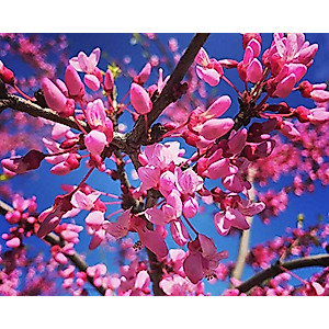 1105-Eastern Redbud Tree (Cercis Canadensis ‎) Seeds by ...