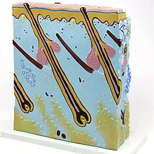 BAWHO Human Skin Tissue Structure Model, 105 Times Magnified Cross-sectional Model of Human Skin for Science Classroom Study Display