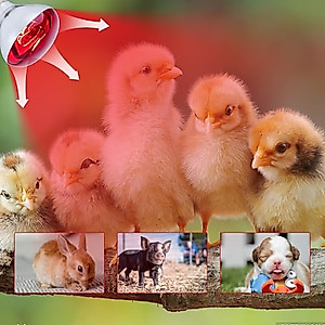 250 Watts Heat Lamp Bulbs, R40 Brooder Heat Lamp Bulbs for Chickens, Infrared Reflector Heat Bulbs for Brooder Heater, Incandescent Heating bulb for Pet, Light Therapy, Bathroom, Food (1 Pack)