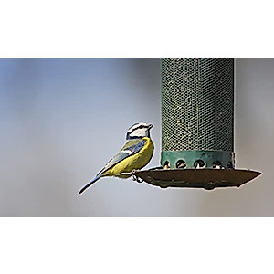 Shafer Seed 51041 40-Pound Bag, Black Oil Sunflower Wild Bird Food